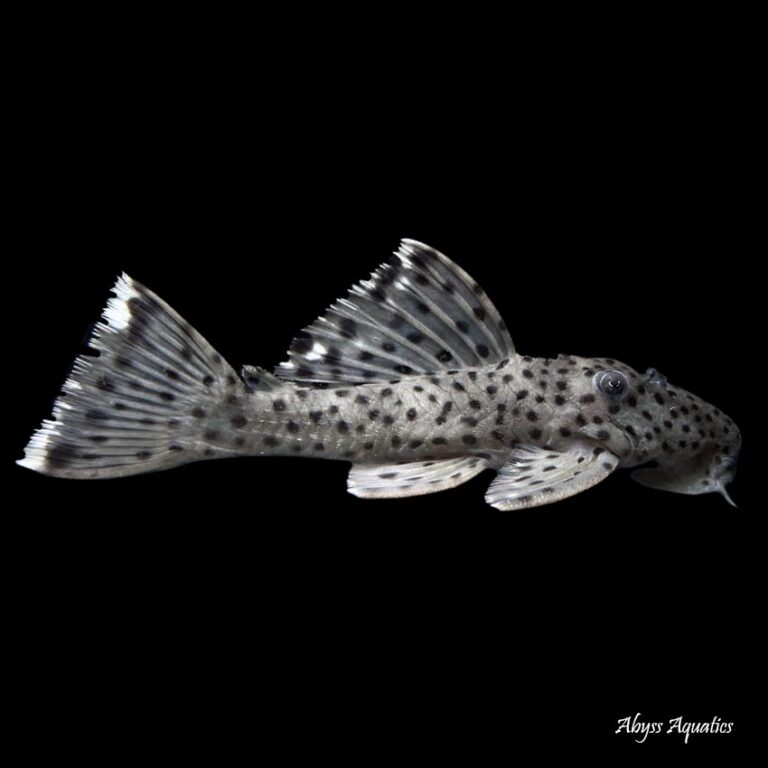 Buy Sultan Pleco L264 Tank Bred Fast, Professional Service