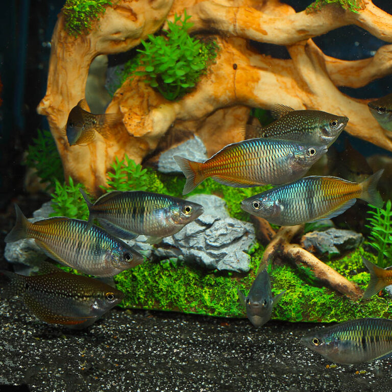 Yellow Boesemani Rainbowfish Pair "Lake Ajamaru" Fast, Professional Service