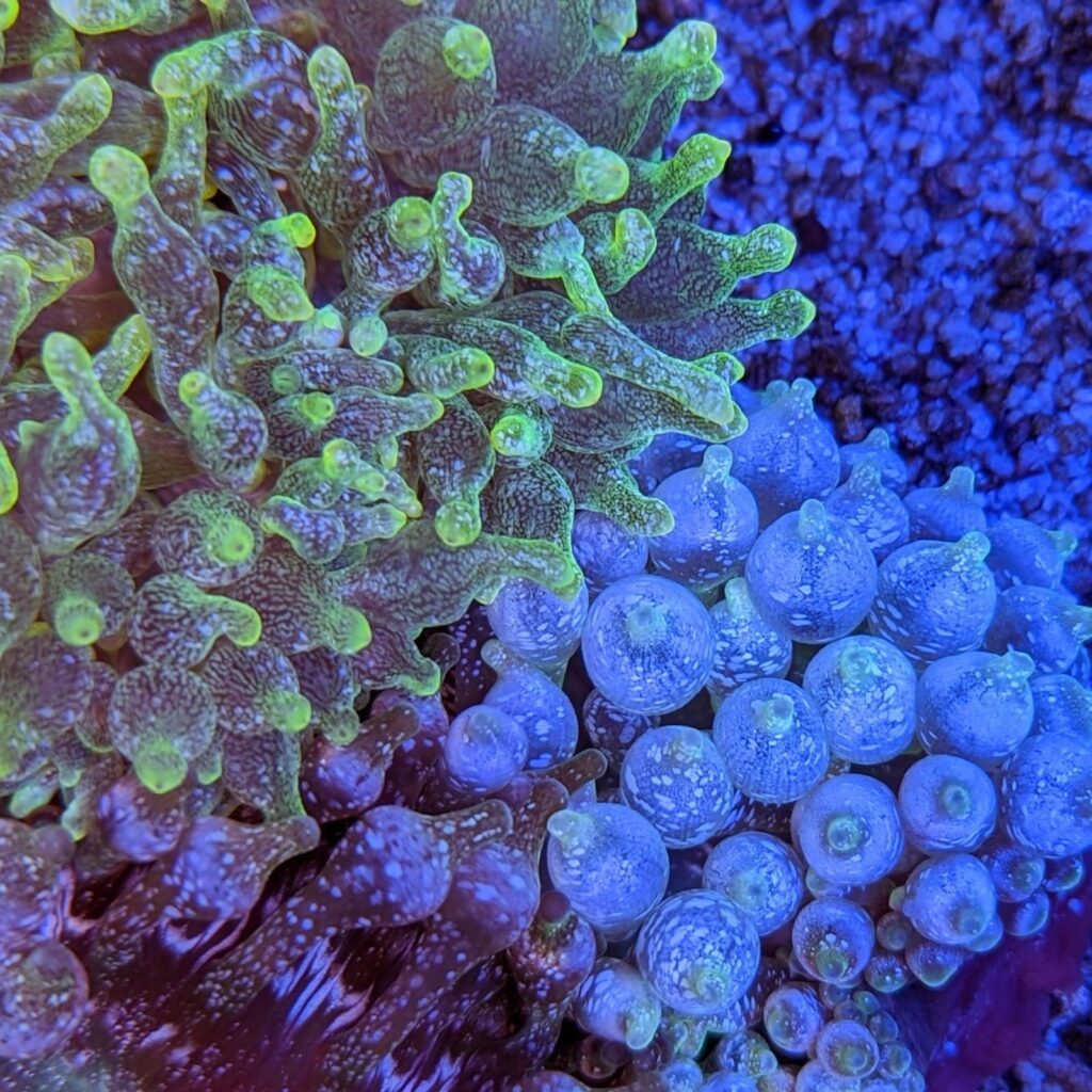 Acid Rain Bubble Tip Anemone | Fast Delivery Abyss Aquatics UK