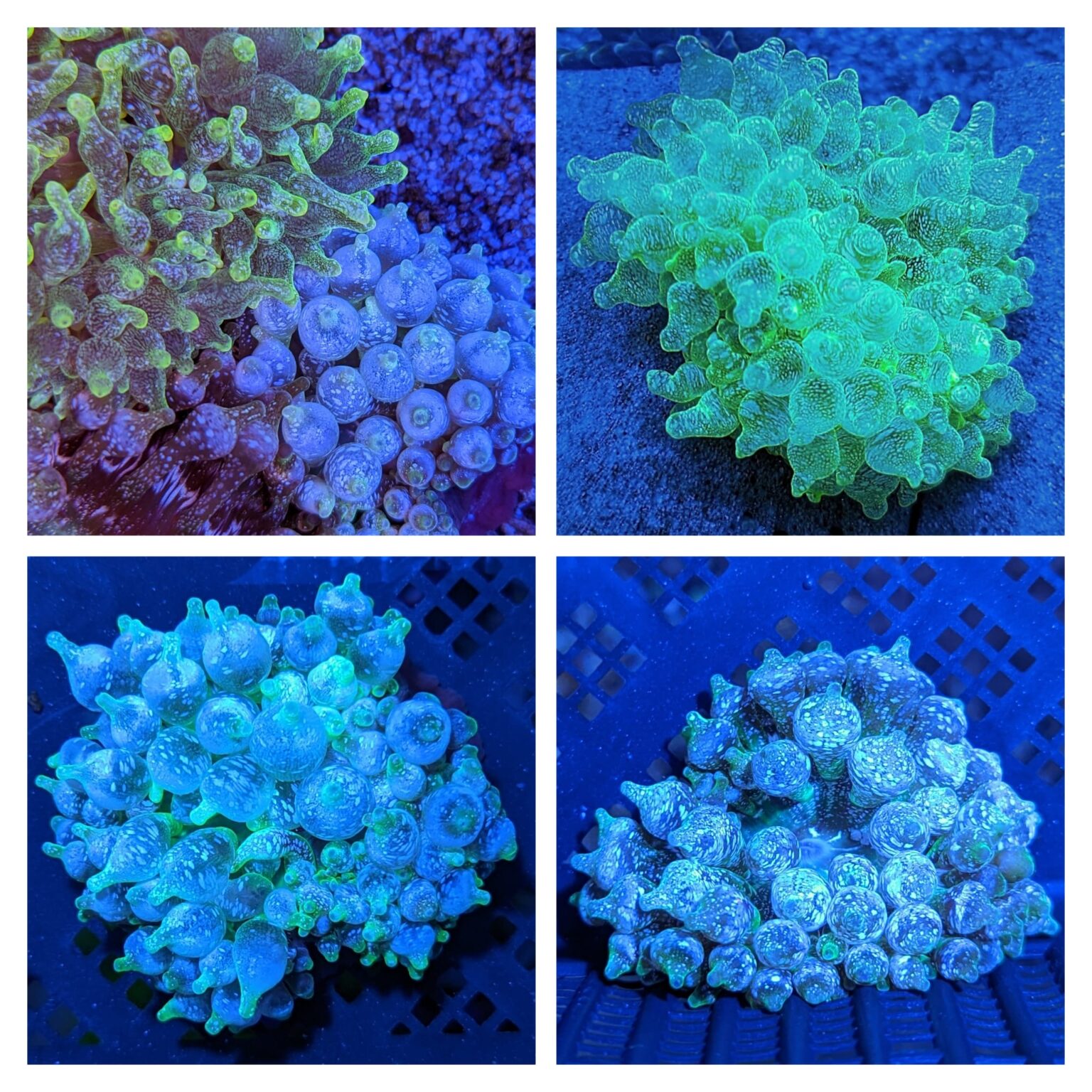Acid Rain Bubble Tip Anemone | Fast Delivery Abyss Aquatics UK