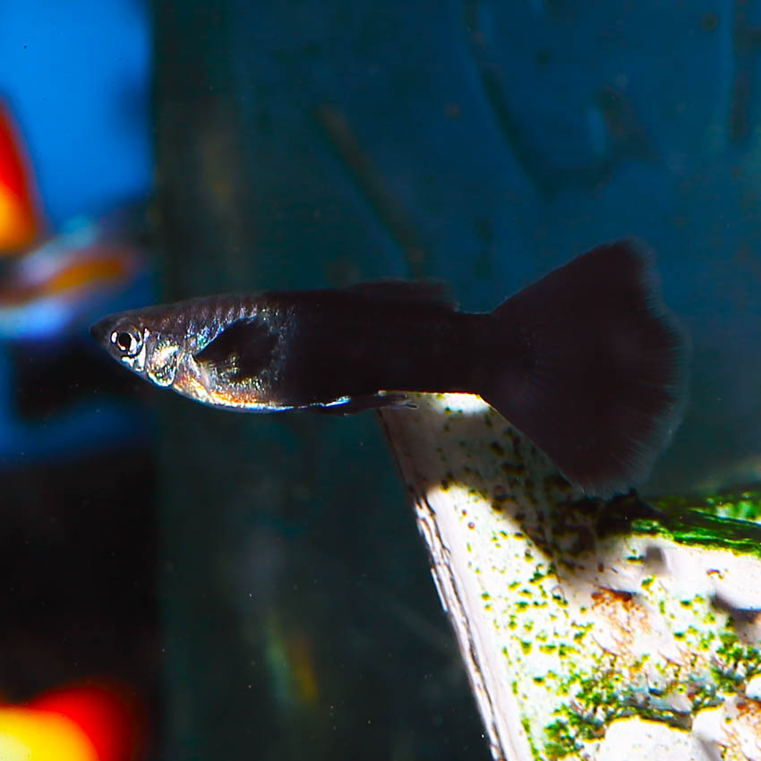 Shop Online for Guppy · Abyss Aquatics UK