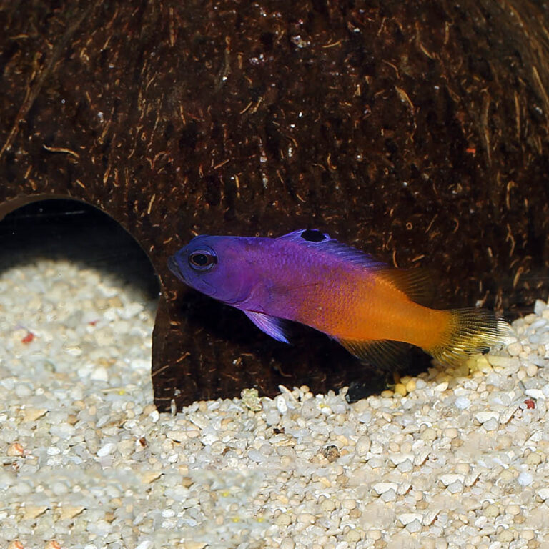 Royal Gramma Tank Bred | Fast Delivery Abyss Aquatics UK
