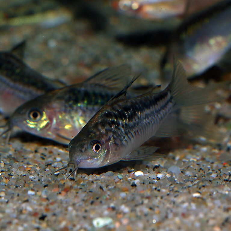 Shop Online for Corydoras · Abyss Aquatics UK