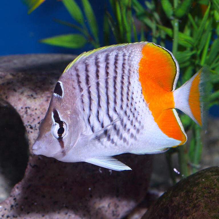 Seychelles Pearlscale Butterflyfish - Madagascariensis | Abyss Aquatics UK