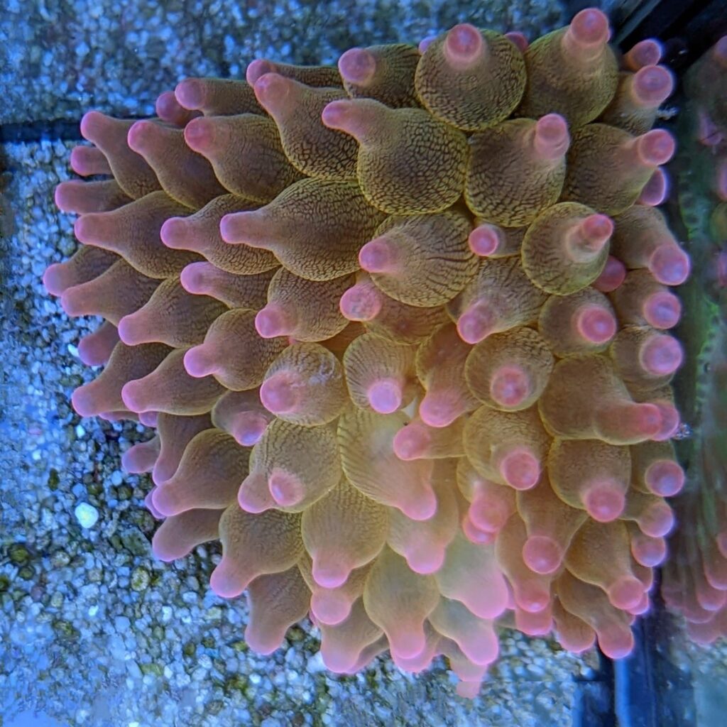 Red Bubble Anemone | Fast Delivery Abyss Aquatics UK