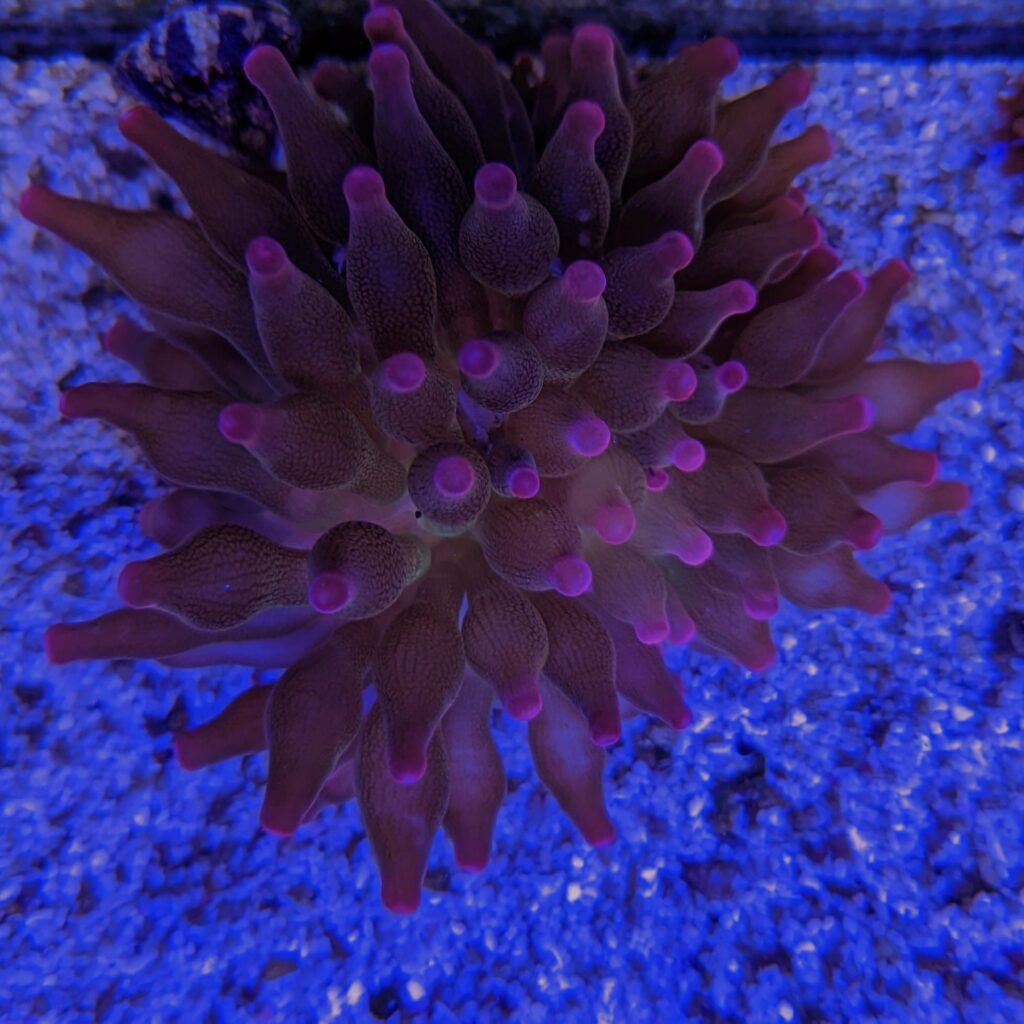 Red Bubble Anemone | Fast Delivery Abyss Aquatics UK