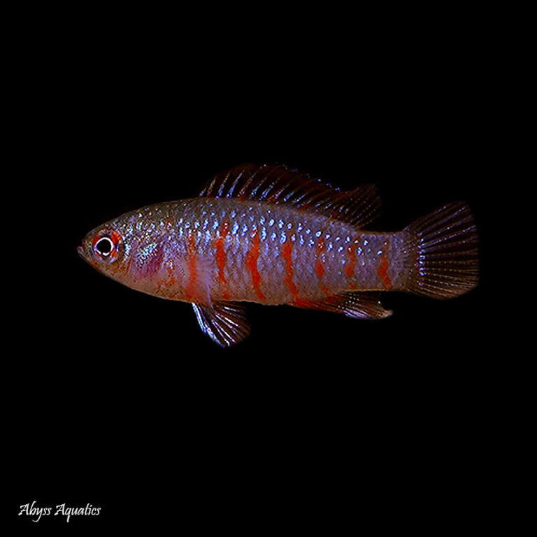 Buy Scarlet Badis Fast, Professional Service