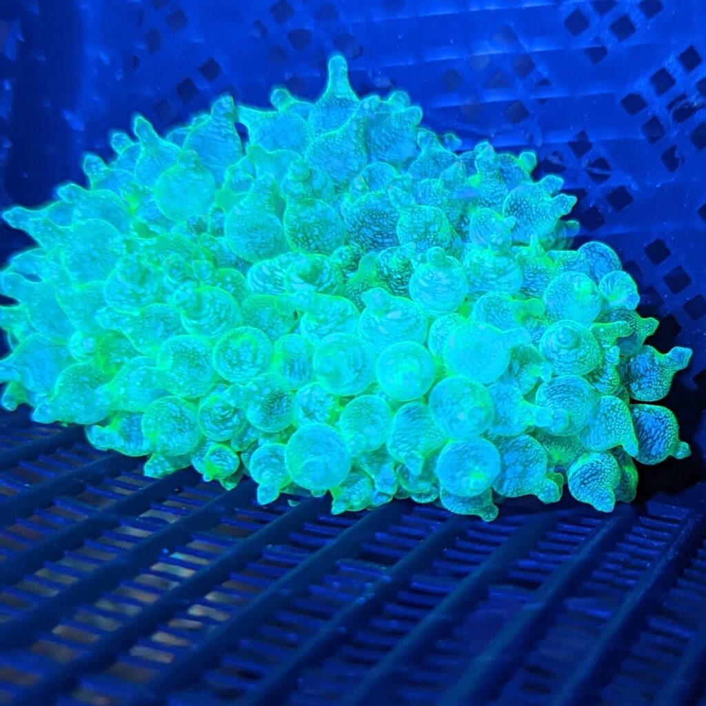 Acid Rain Bubble Tip Anemone | Fast Delivery Abyss Aquatics UK