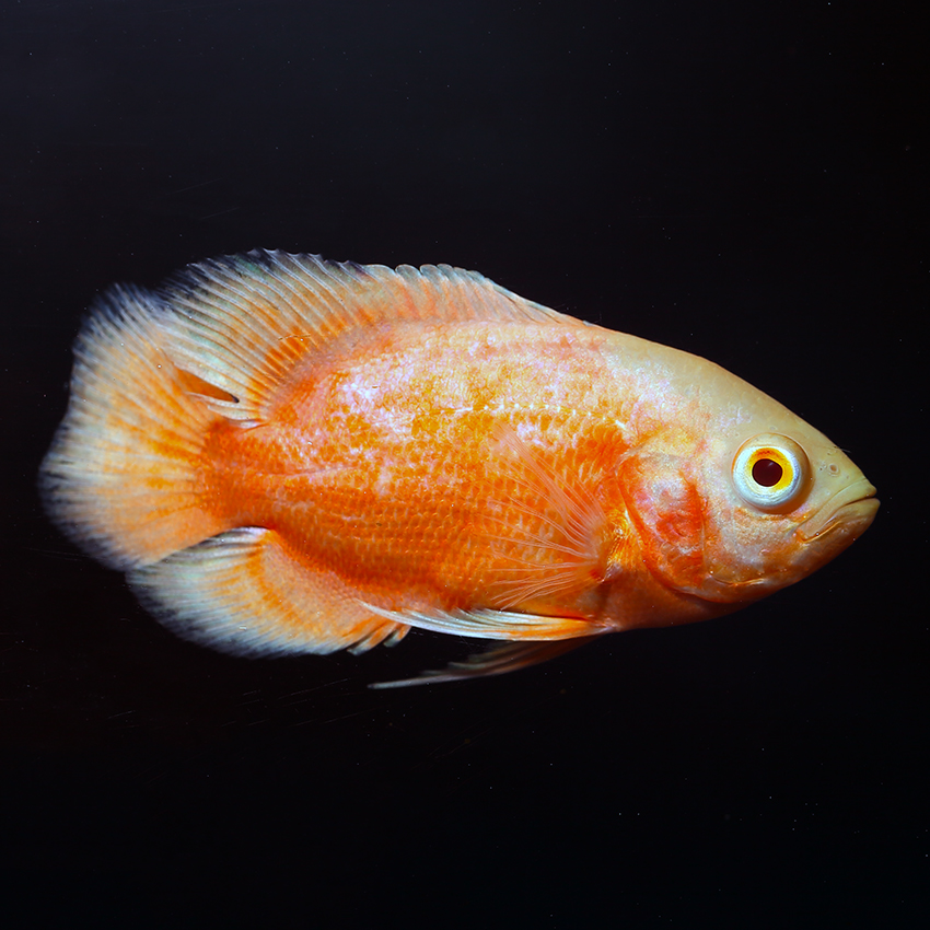 Chilli Red Oscar | Fast Delivery Abyss Aquatics UK