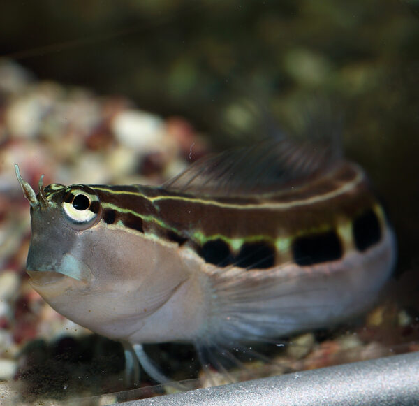 Dot Dash Blenny | Fast Delivery Abyss Aquatics UK