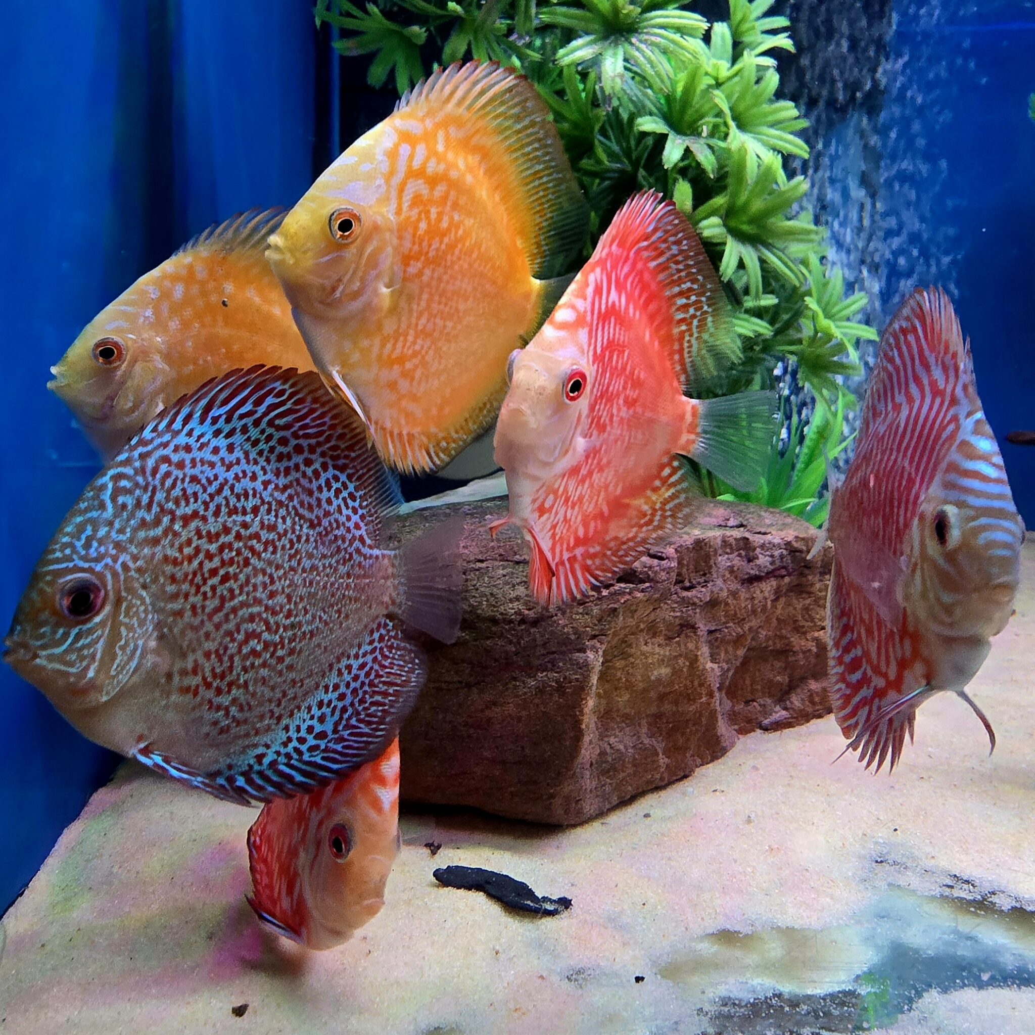 Shop Online for Angelfish and Discus · Abyss Aquatics UK