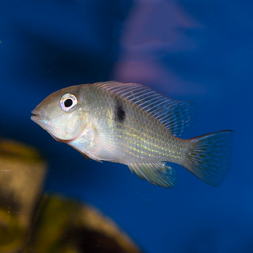 Bandit Cichlid Fast, Professional Service