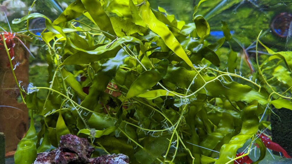 Blade Caulerpa Macroalgae 20 leaves | Fast Delivery Abyss Aquatics UK