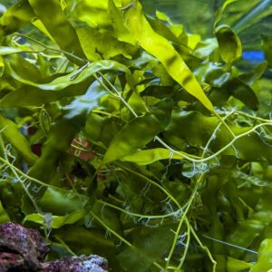 Shop Online for Saltwater Algae · Abyss Aquatics UK