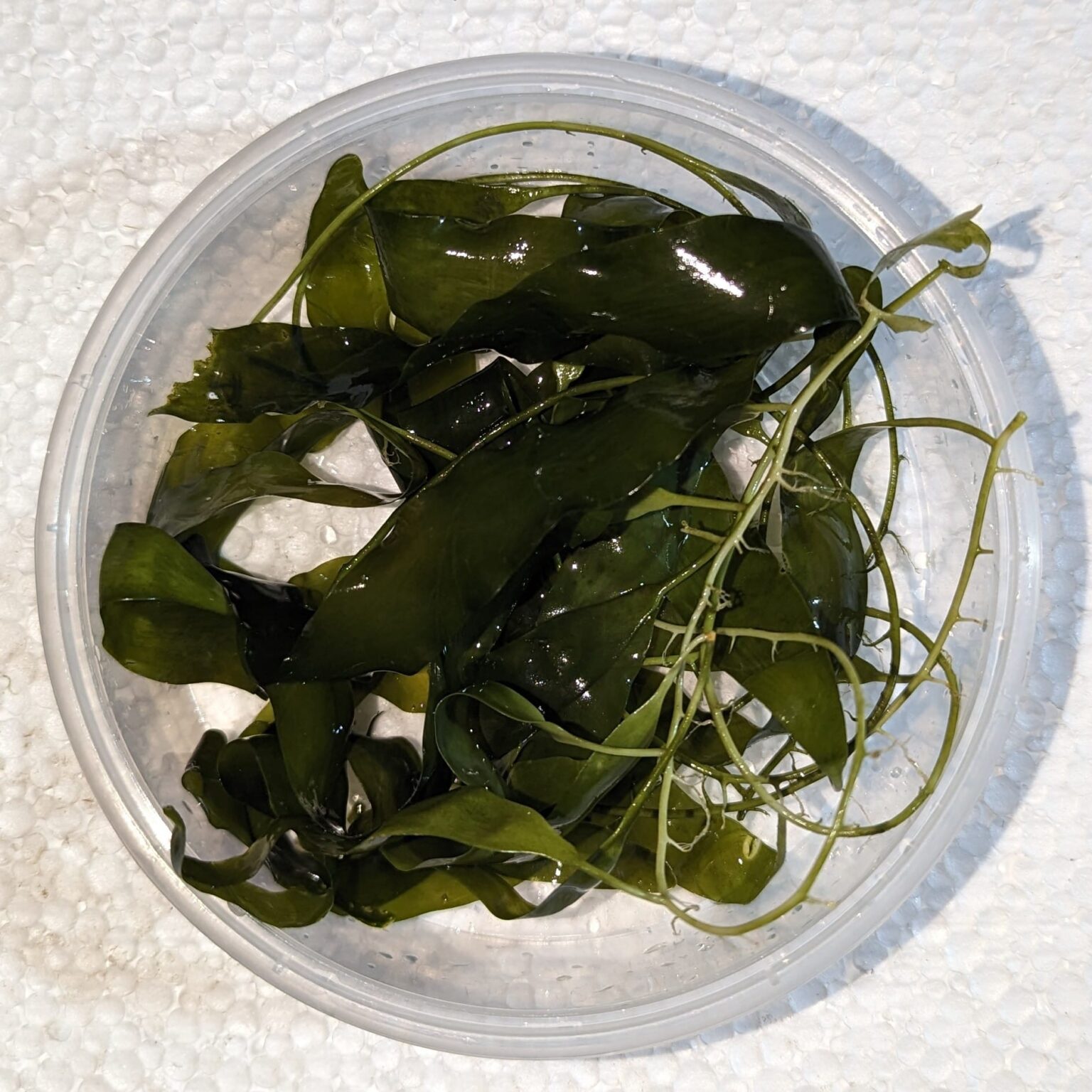 Blade Caulerpa Macroalgae 20 leaves | Fast Delivery Abyss Aquatics UK