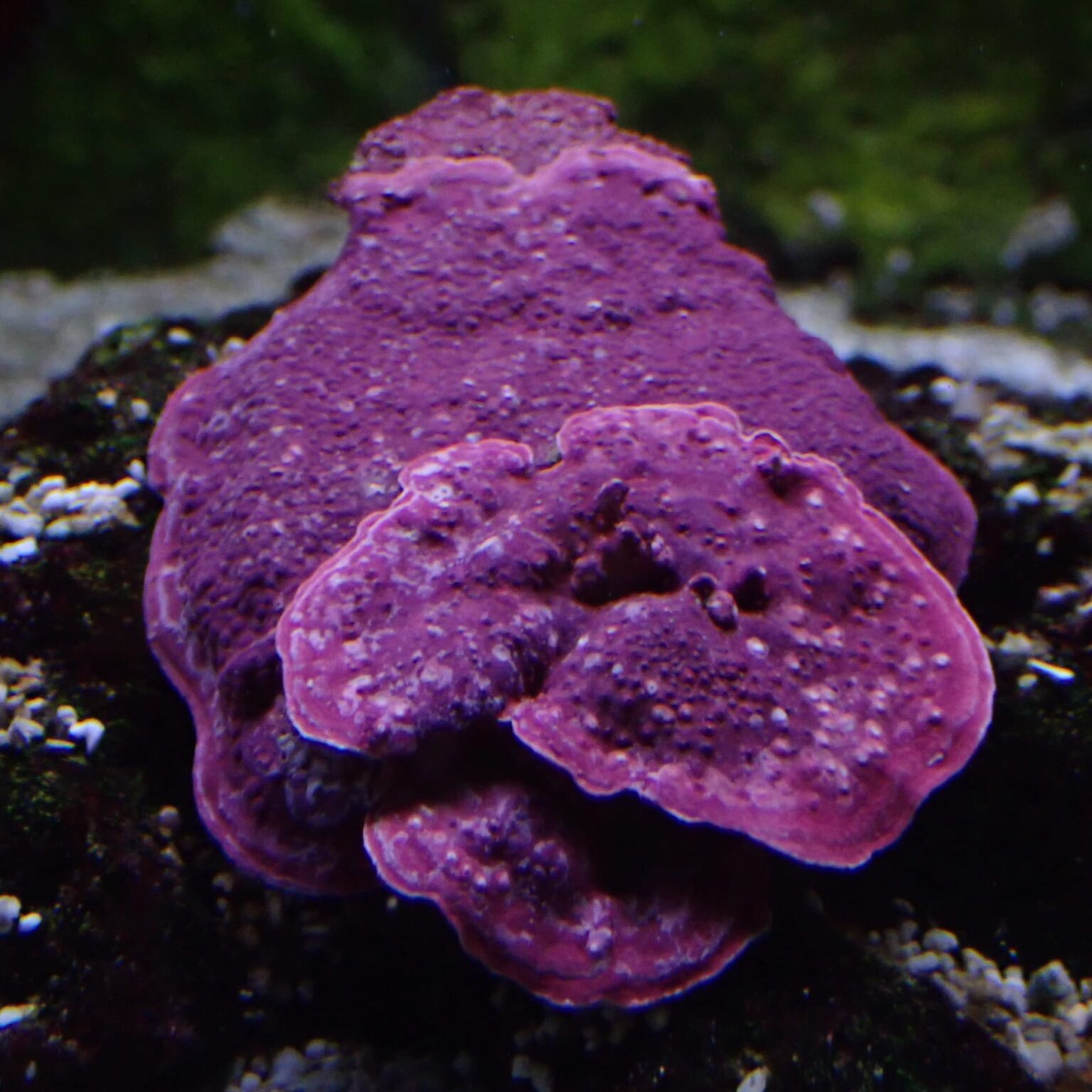 Coraline Algae Seeding Plate | Fast Delivery Abyss Aquatics UK