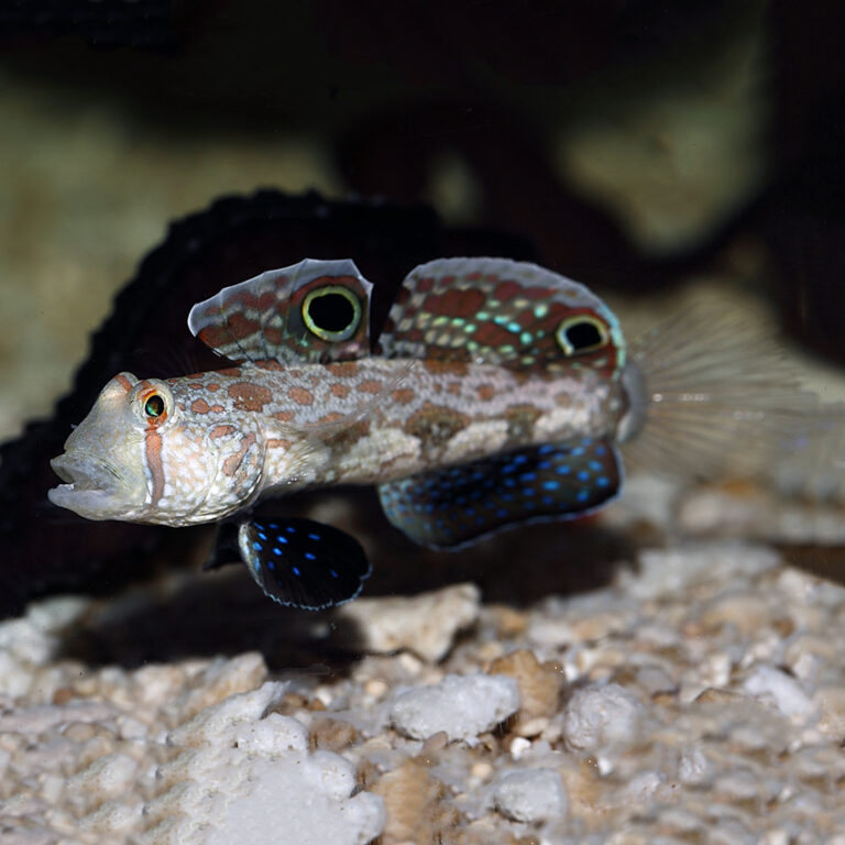 Two Spot Goby - biocellatus | Fast Delivery Abyss Aquatics UK