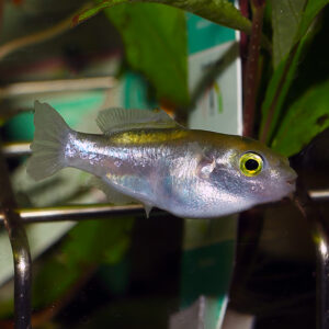 Golden Pufferfish Fast, Professional Service