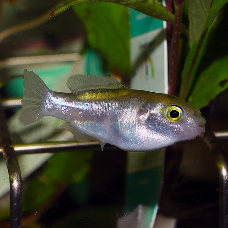 Golden Pufferfish Fast, Professional Service