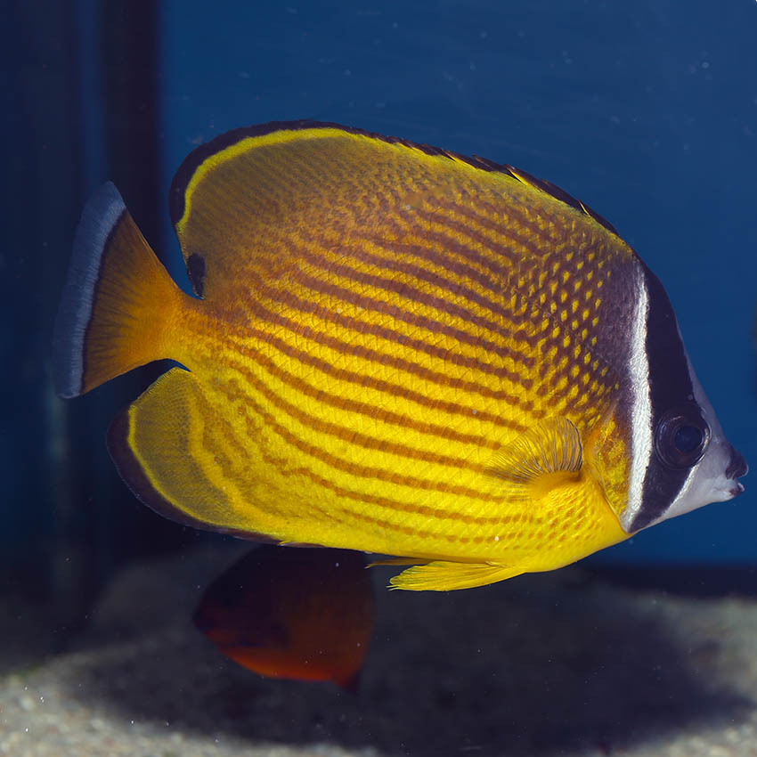 Shop Online for Butterfly, Banner & Rabbit Fish · Abyss Aquatics UK
