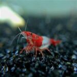 Red Rili Shrimp | Fast Delivery Abyss Aquatics UK