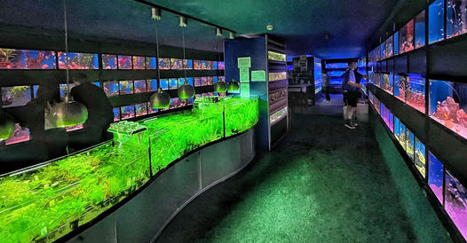 About Abyss Aquatics · Abyss Aquatics UK