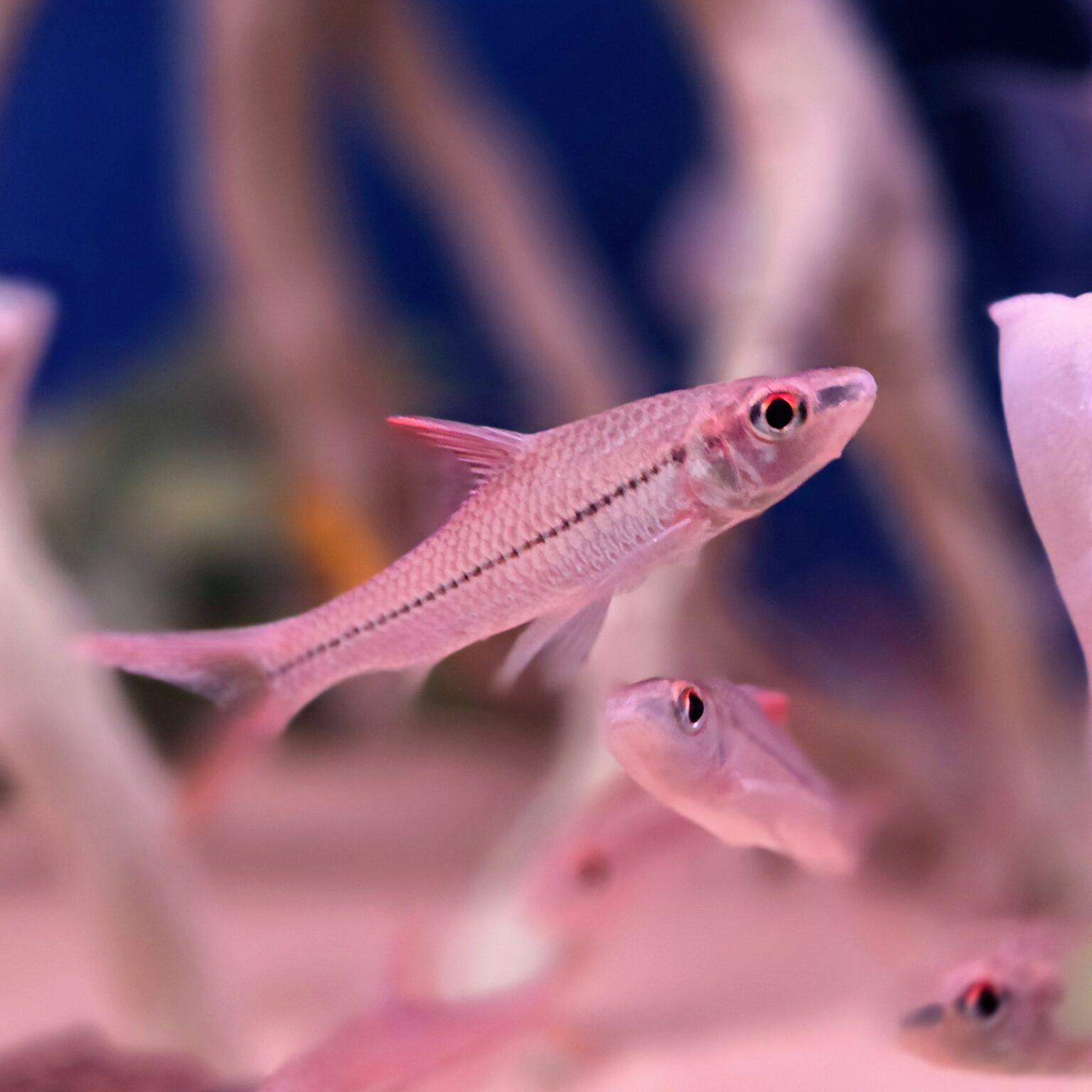 Tropical fish For Sale online. Healthy · Cheap · Quality %%sep%st ...