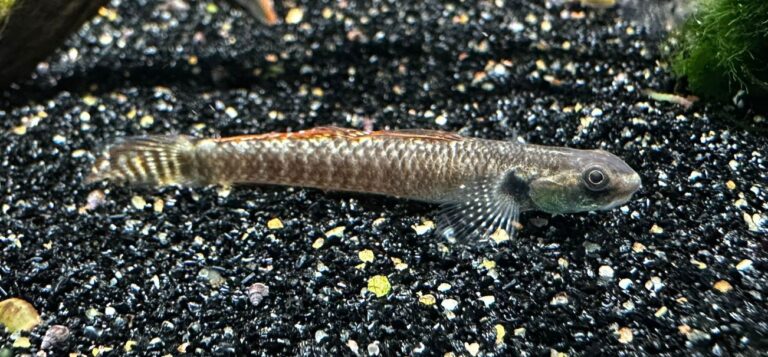 Ornate Rainbow Goby | Fast Delivery Abyss Aquatics UK