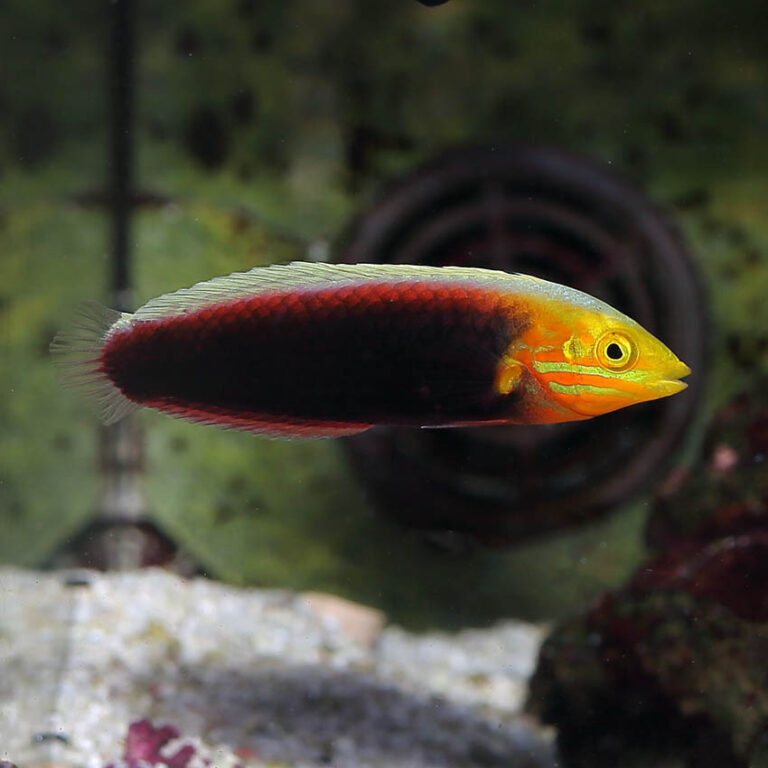 Iridis Wrasse Juv/Female | Fast Delivery Abyss Aquatics UK