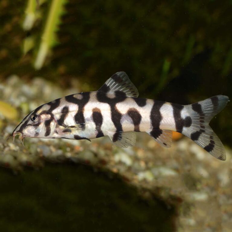 Shop Online for Loach and Sharks · Abyss Aquatics UK