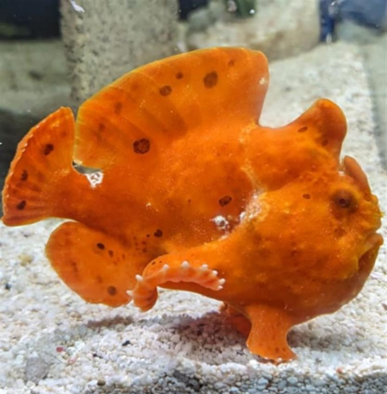 Orange Frogfish | Fast Delivery Abyss Aquatics UK