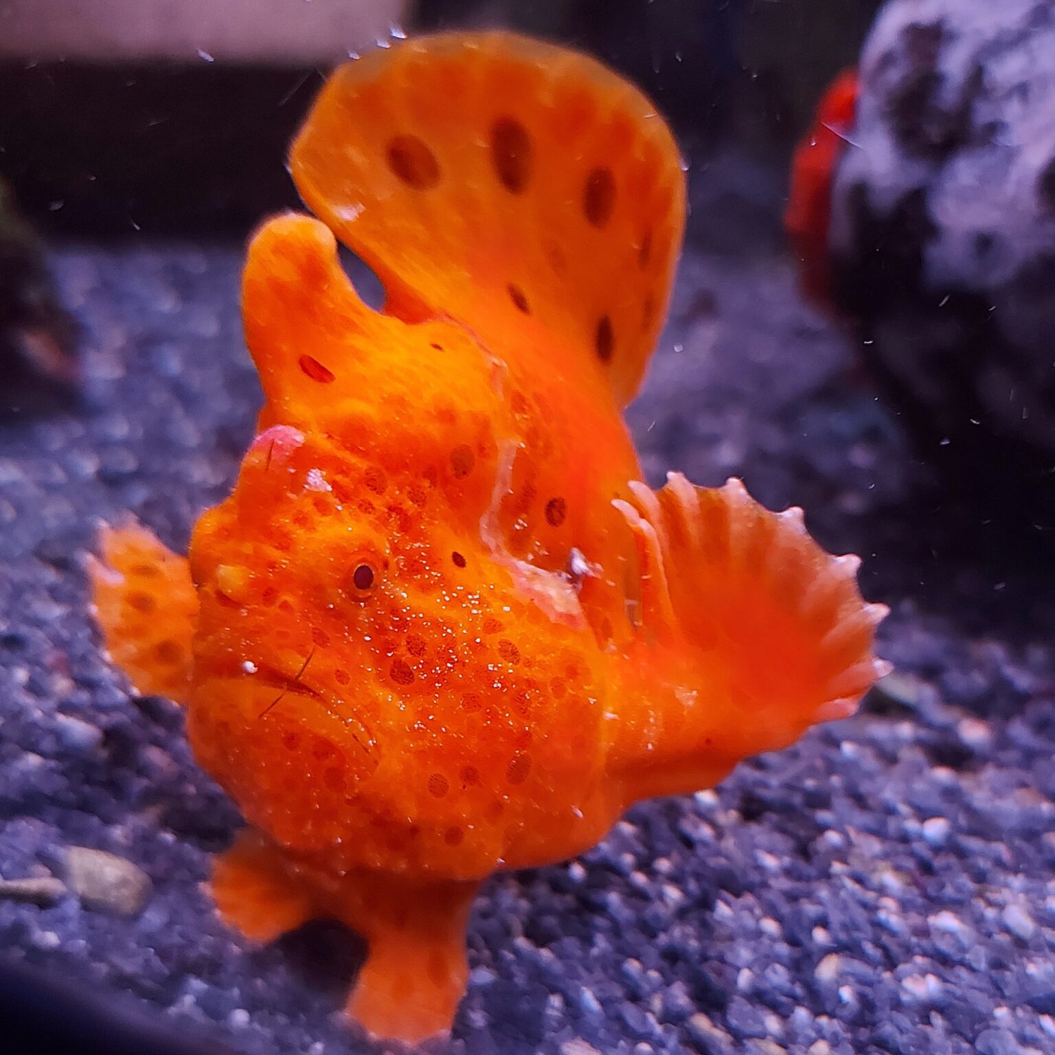 Orange Frogfish | Fast Delivery Abyss Aquatics UK
