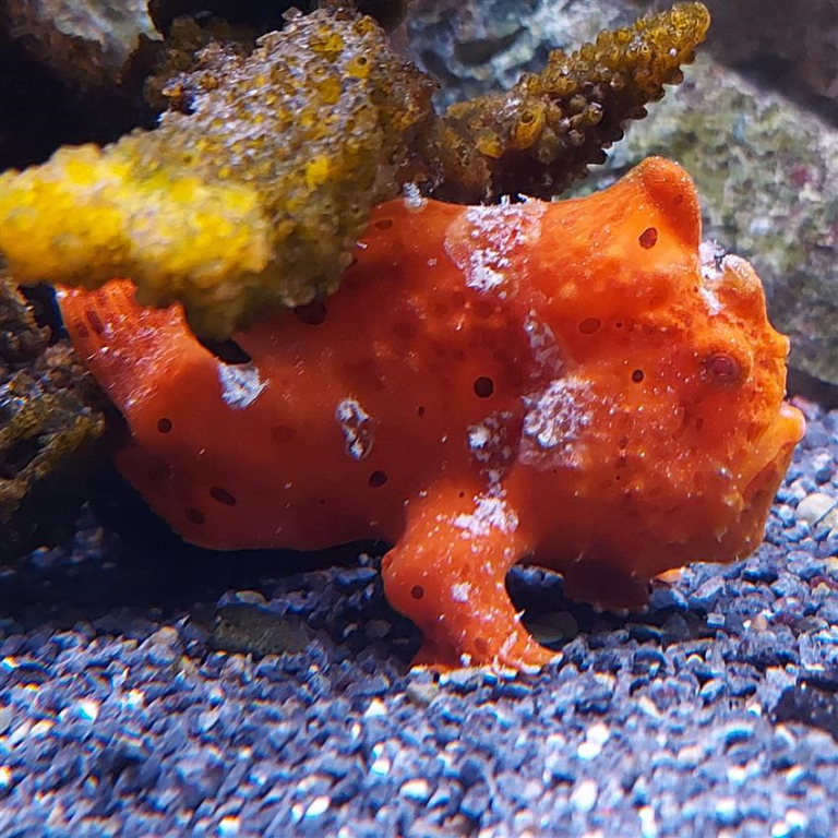 Orange Frogfish | Fast Delivery Abyss Aquatics UK
