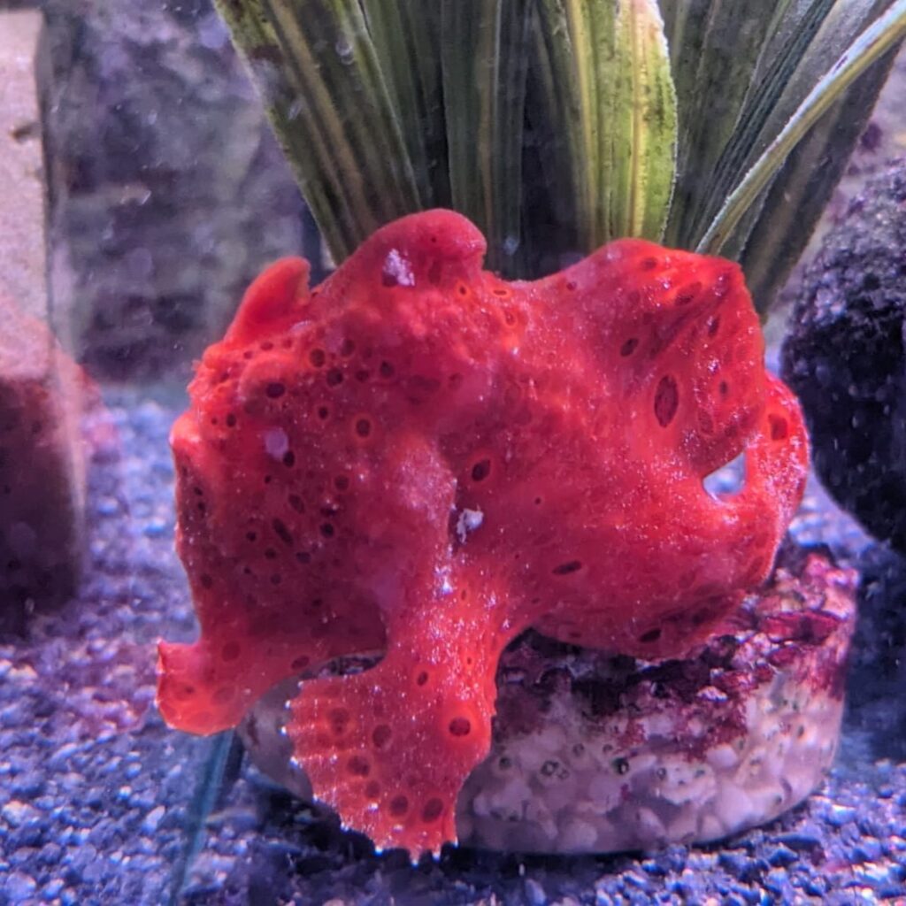 Red Frogfish | Fast Delivery Abyss Aquatics UK