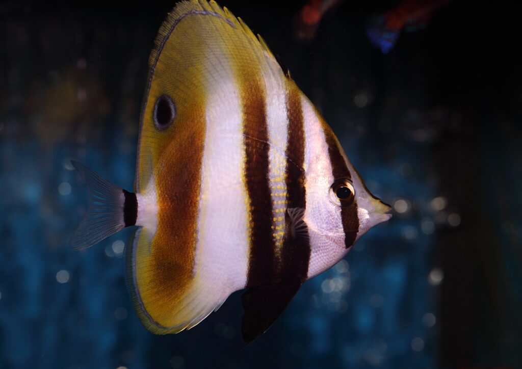 Hi Fin Butterflyfish altivelis | Fast Delivery Abyss Aquatics UK