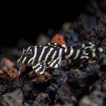 Hypancistrus Sp. L333 Yellow Tank Bred | Fast Delivery Abyss Aquatics UK