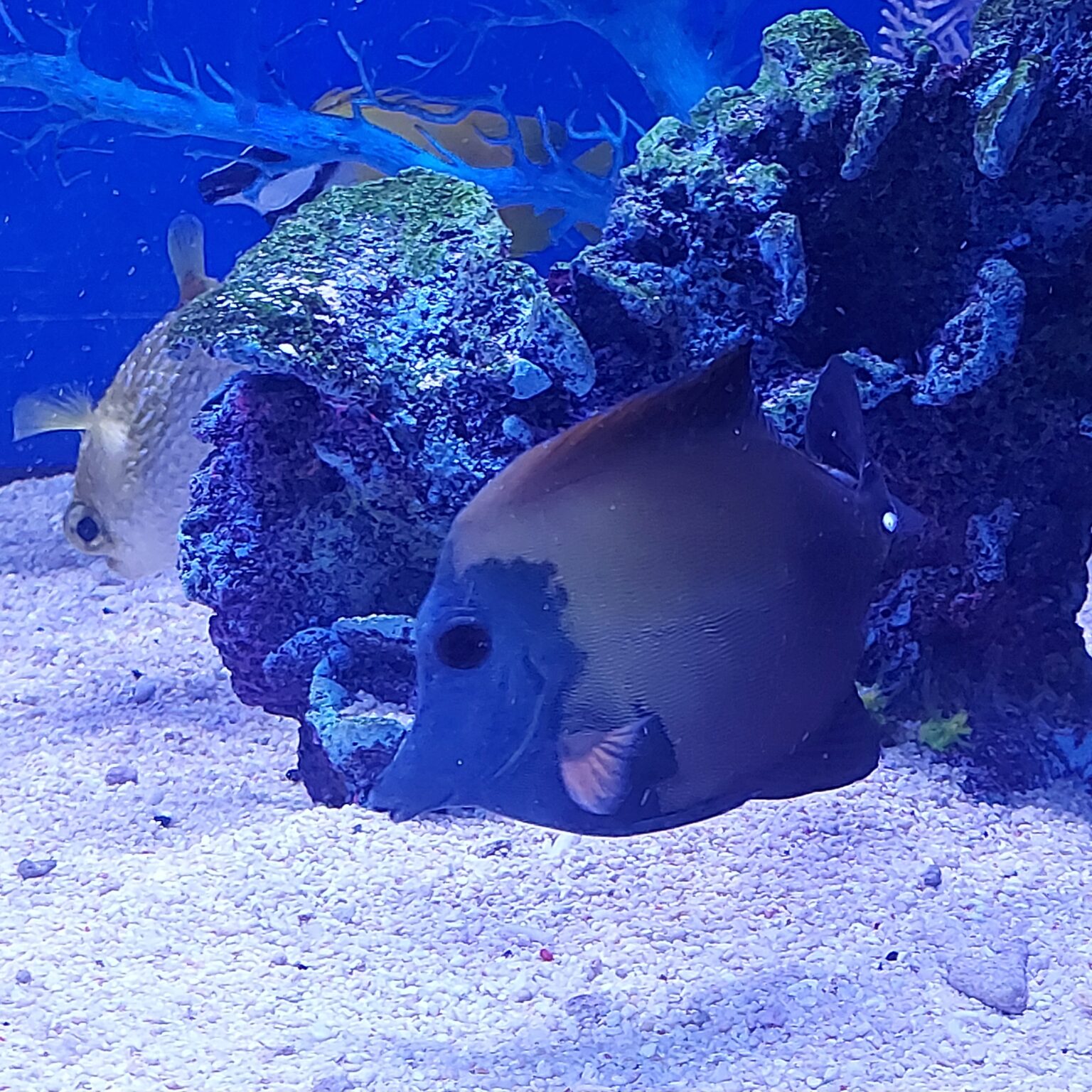 Tangs: Buy tropical marine tang fish online, instore. Strong ...