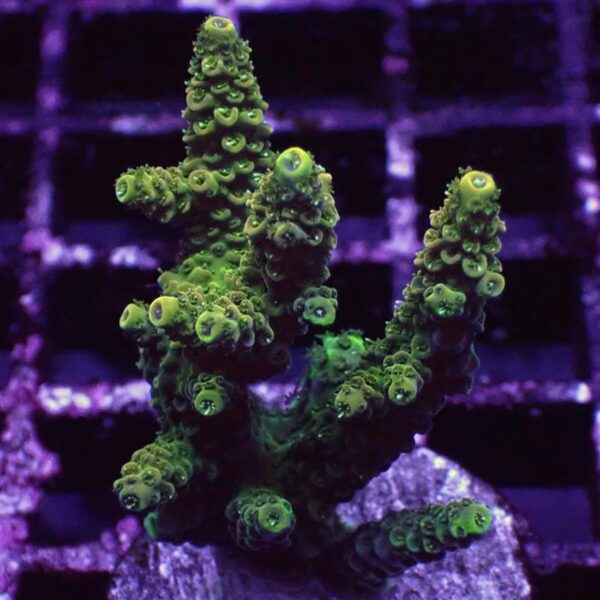 Shop Online for Sps Coral · Abyss Aquatics UK