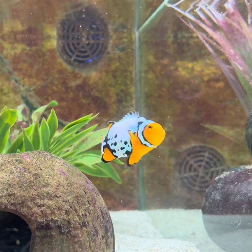 Clownfish: Designer clownfish or normal clownfish for sale instore or ...