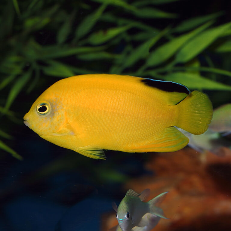 Shop Online for Dwarf Angelfish · Abyss Aquatics UK