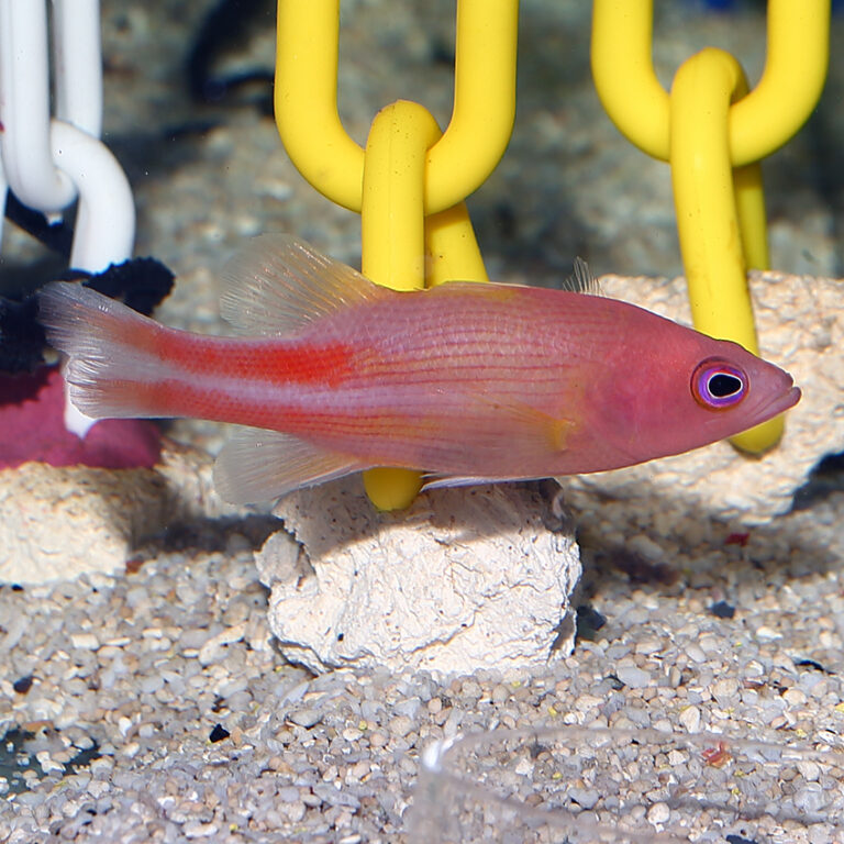 Shop Online for Bass, Basslets, Jawfish, Hamlets & Hawk fish · Abyss ...