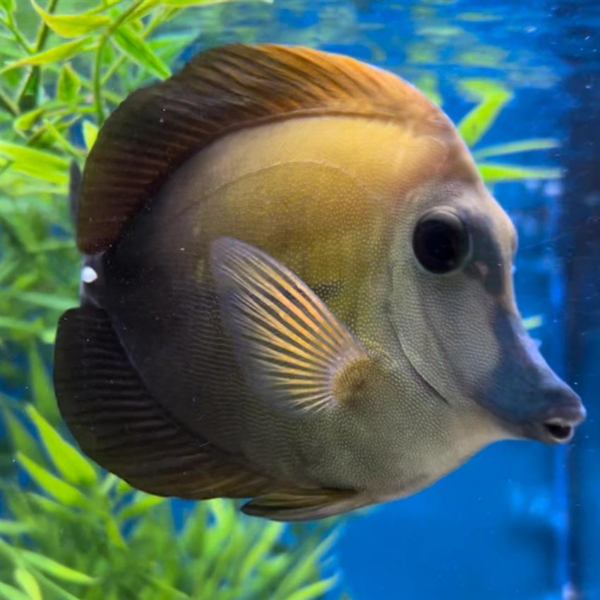 Tangs: Buy tropical marine tang fish online, instore. Strong ...