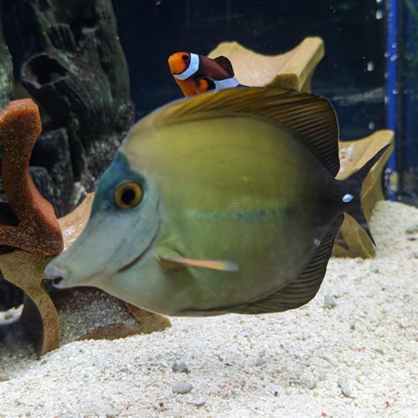 Tangs: Buy tropical marine tang fish online, instore. Strong ...