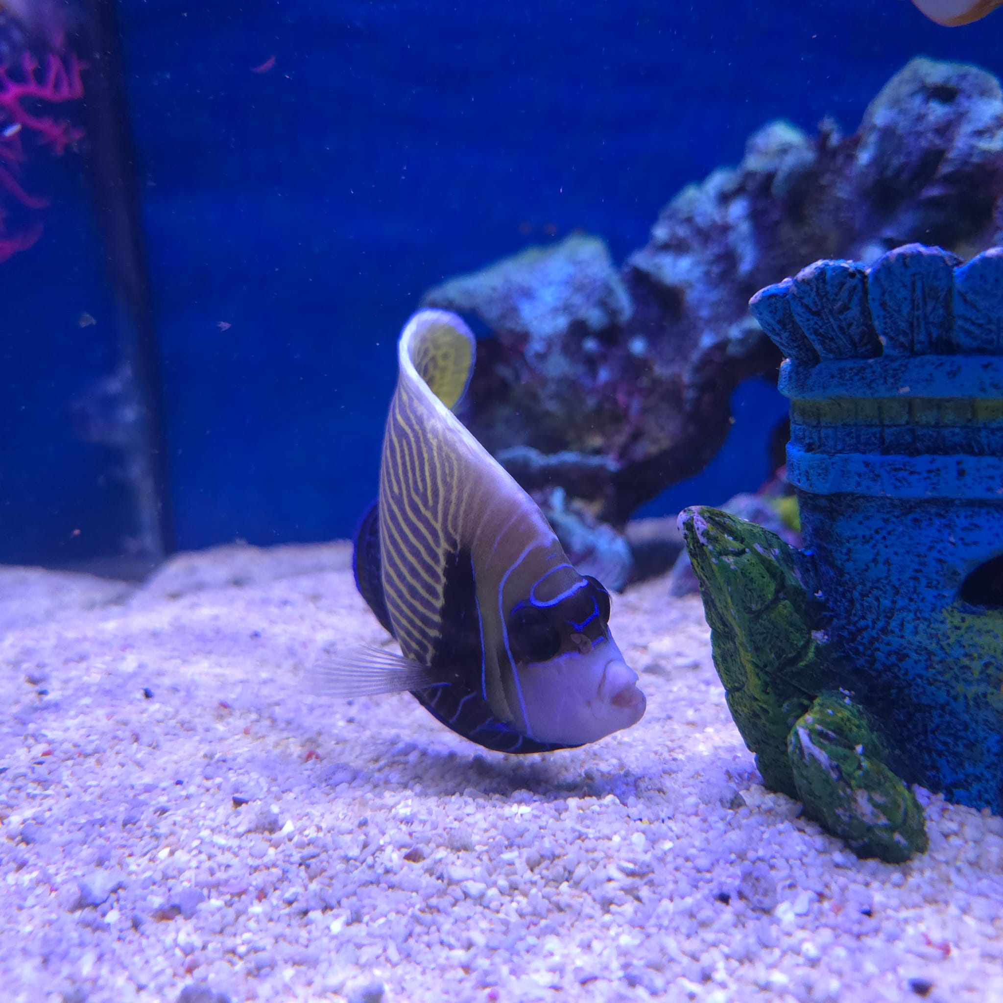Emperor Angelfish Tank Bred WYSIWYG 4 | Fast Delivery Abyss Aquatics UK