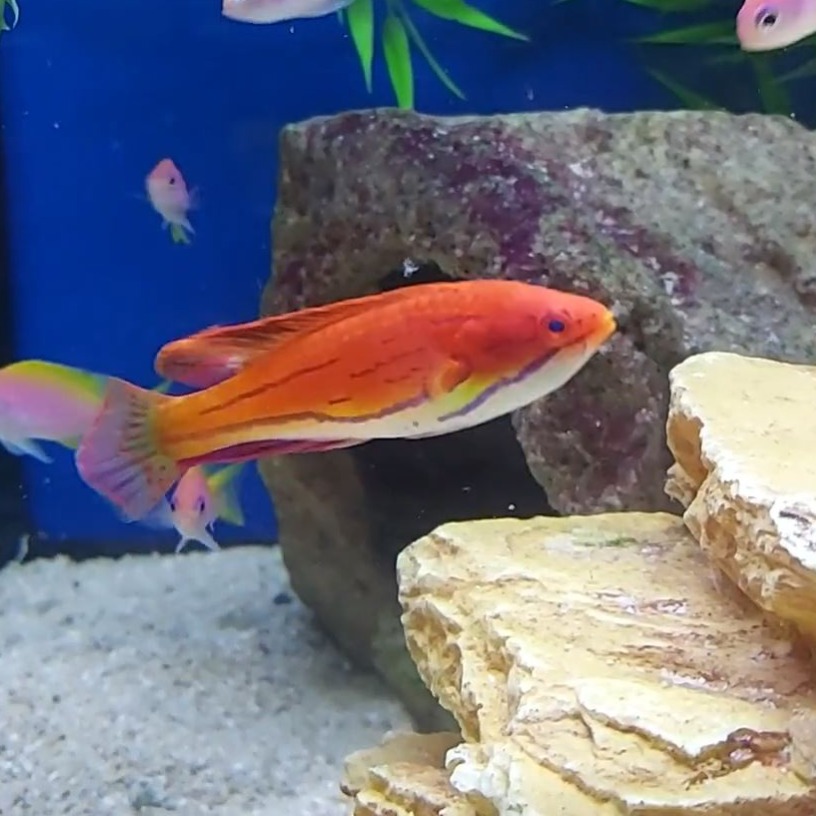 Hybrid Diamond Tail Flasher Wrasse WYSIWYG 12 | Fast Delivery Abyss ...
