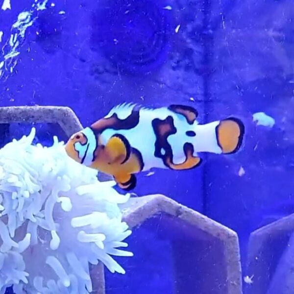 Clownfish: Designer clownfish or normal clownfish for sale instore or ...