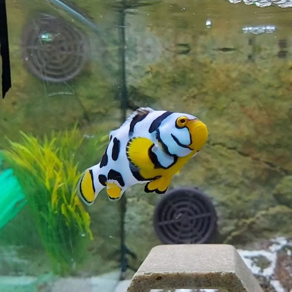 Clownfish WYSIWYG 7 | Fast Delivery Abyss Aquatics UK