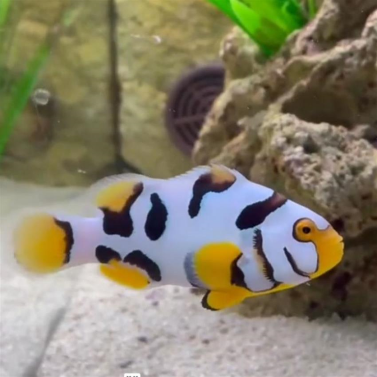 Clownfish: Designer clownfish or normal clownfish for sale instore or ...