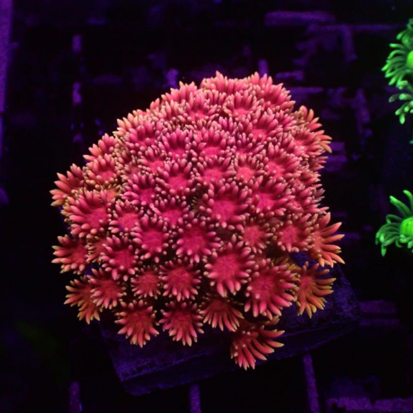 Best Marine Fish Are Abyss Fish No Copper-1.023 sg From Our Own Stock