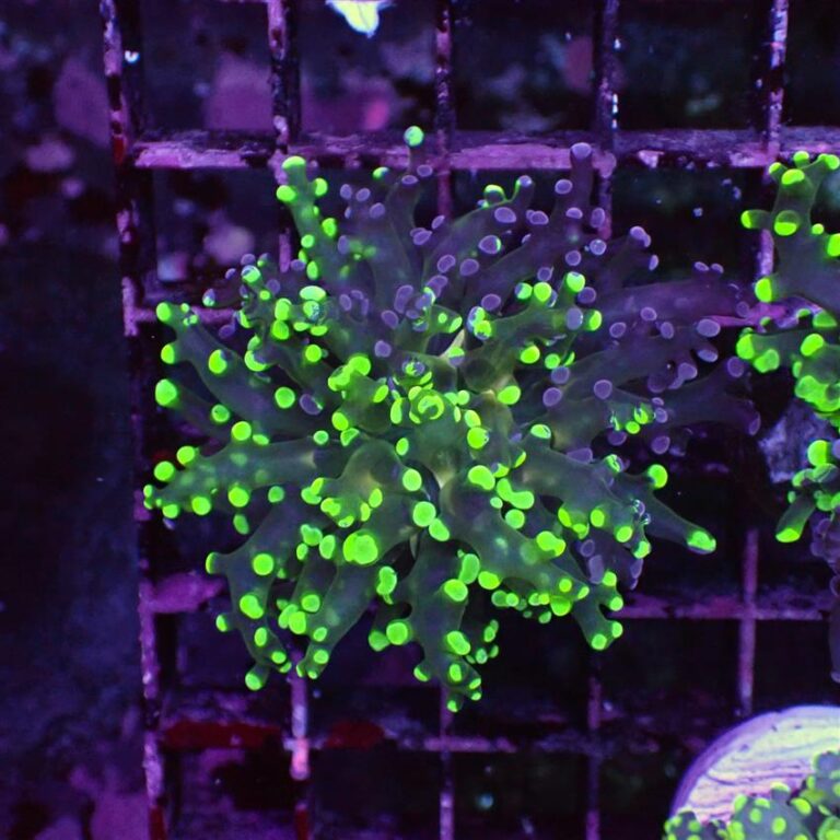 Saltwater Livestock Fat Fit Healthy Fish & critters, Colourful & juicy ...